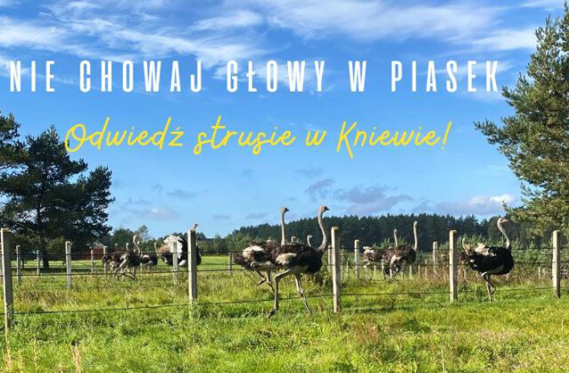 Strusia Farma Kniewo ferma strusi - strusie atrakcje Kaszuby ...