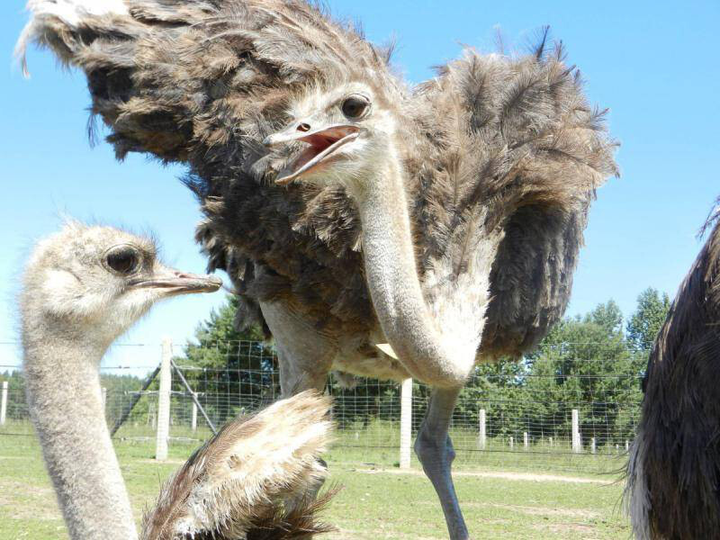 Strusia Farma Kniewo ferma strusi - strusie atrakcje Kaszuby ...