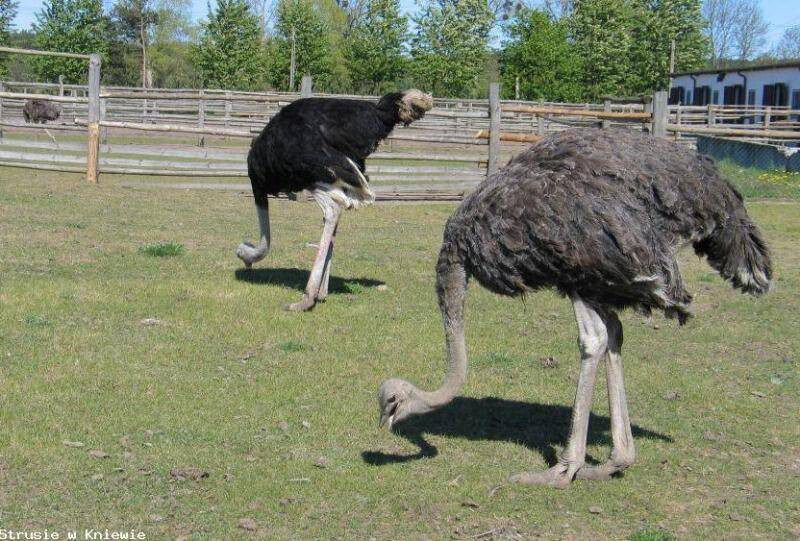 Strusia Farma Kniewo ferma strusi - strusie atrakcje Kaszuby ...