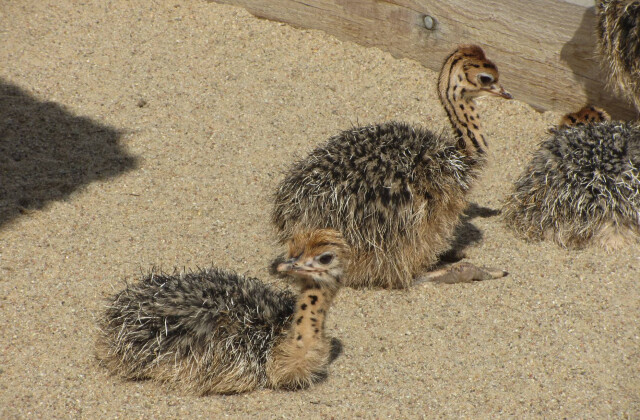 Farma strusi afrykańskich Garczyn - strusie pamiątki, domki ...