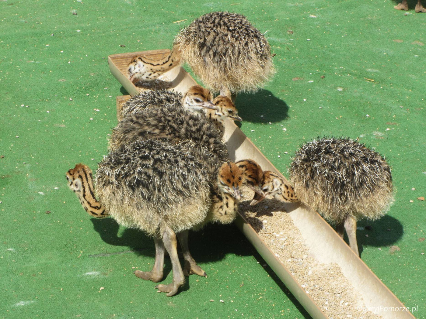 Farma strusi afrykańskich Garczyn - strusie pamiątki, domki ...