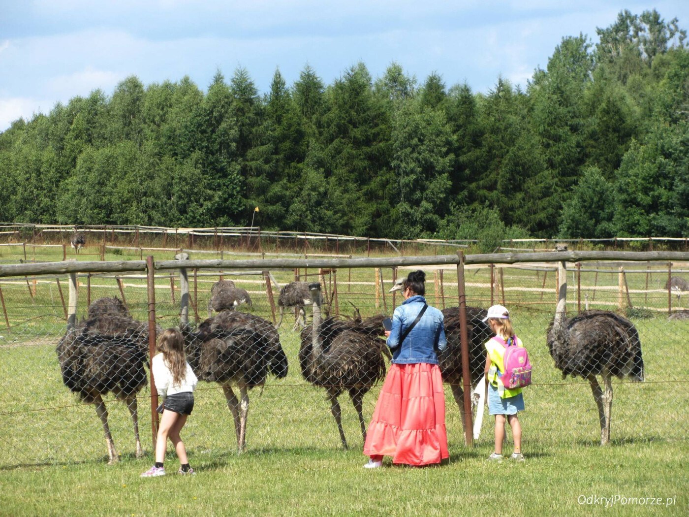Farma strusi afrykańskich Garczyn - strusie pamiątki, domki ...