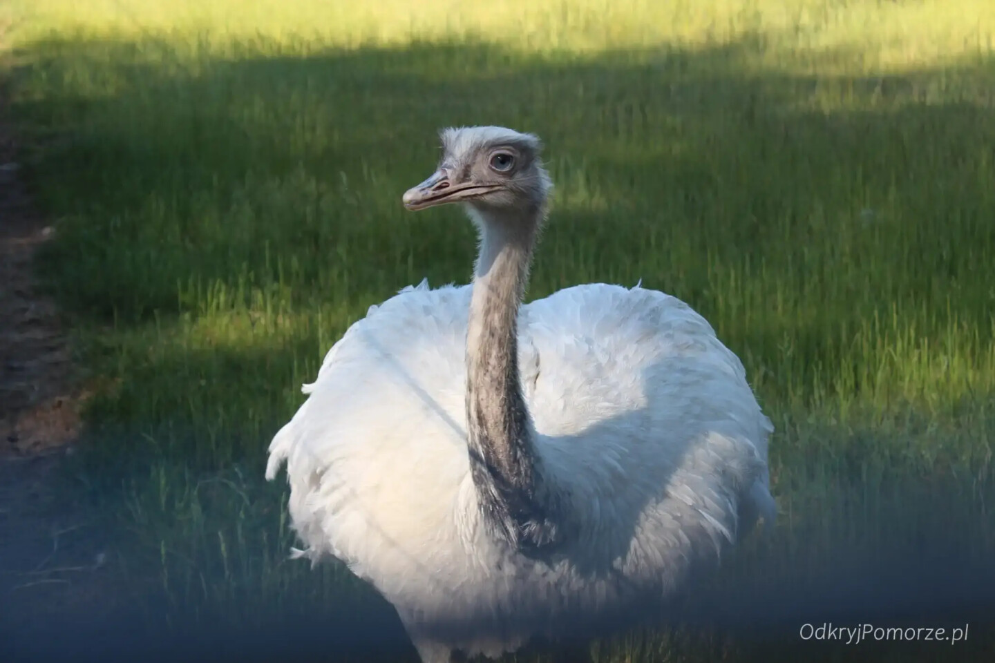 Strusia Farma Kniewo ferma strusi - strusie atrakcje Kaszuby ...
